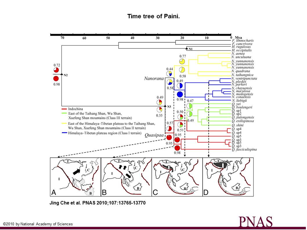 Himalayan Spiny Frogs are Tectonic Proxies | geoecodynamics